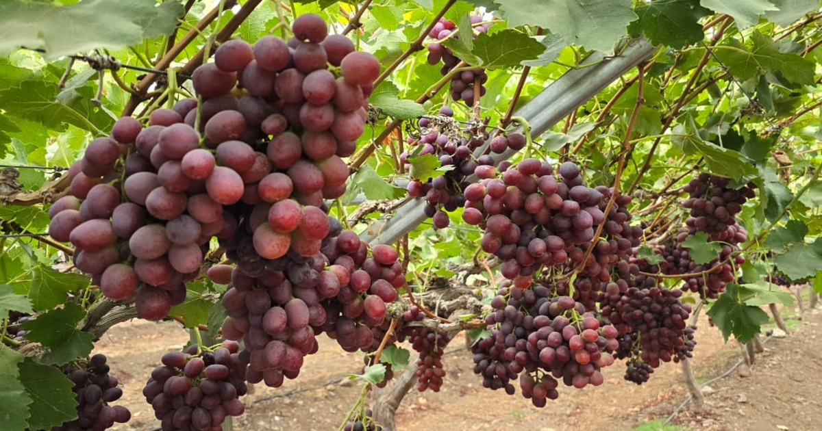 After years of negotiation around pest-control processes, Chilean certified organic grapes ...