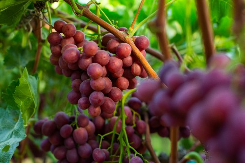 Sunview Continues Proprietary Variety Development to Enhance Organic ...