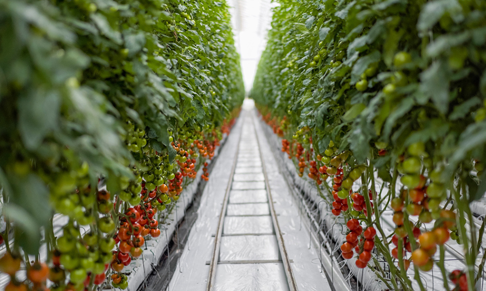 Red Sun Farms Is a Leader in Sustainable Agriculture