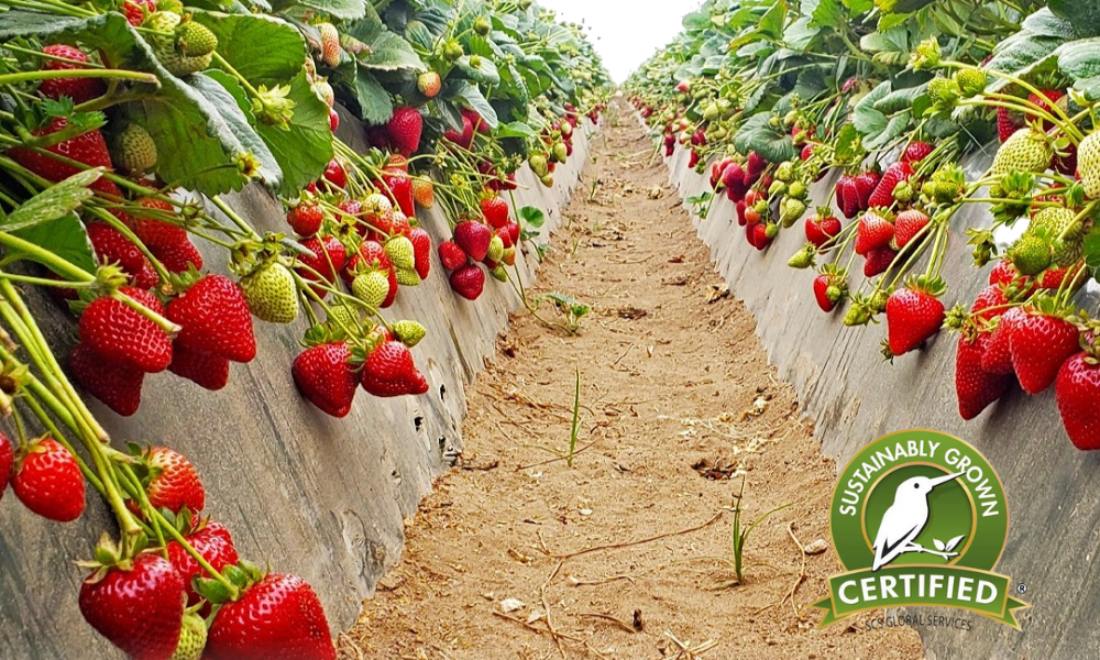 40 Years of Success for California Giant Berry Farms