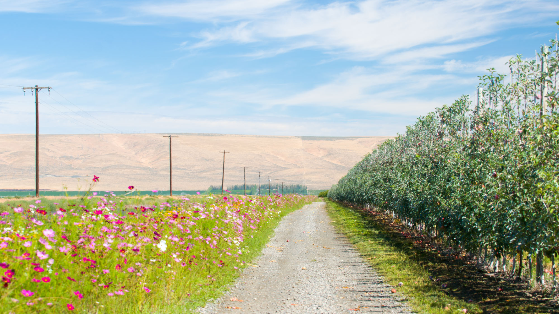 Stemilt’s sustainable farming legacy shines