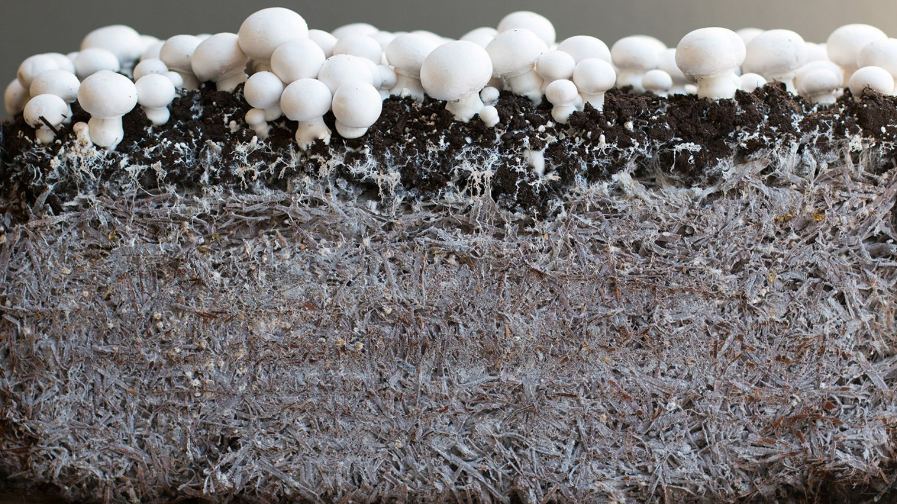 Monterey Mushrooms leads organic innovation with spent compost