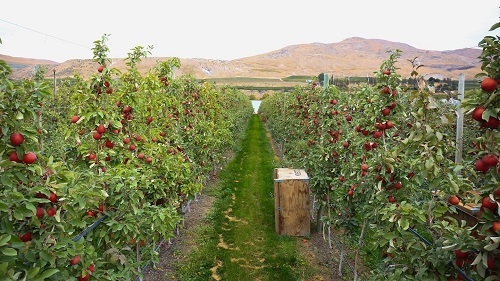Organic Apple Crop Feeling the Heat