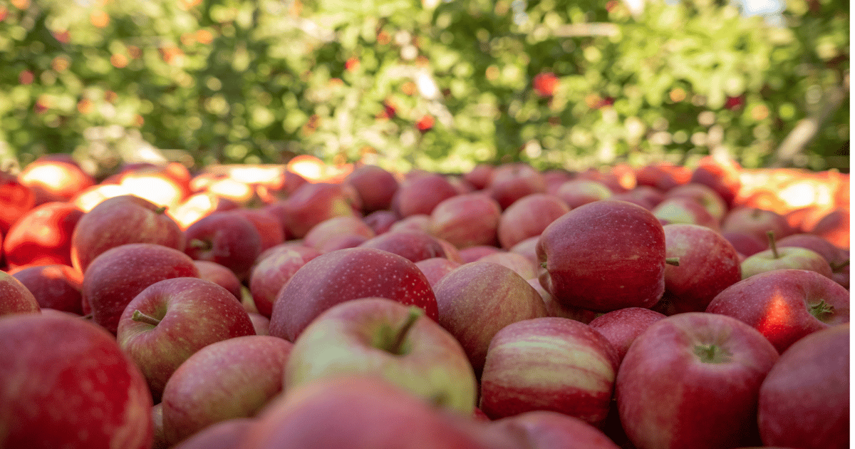 Washington’s 2025 organic apple crop sees Honeycrisp surge, leading ...