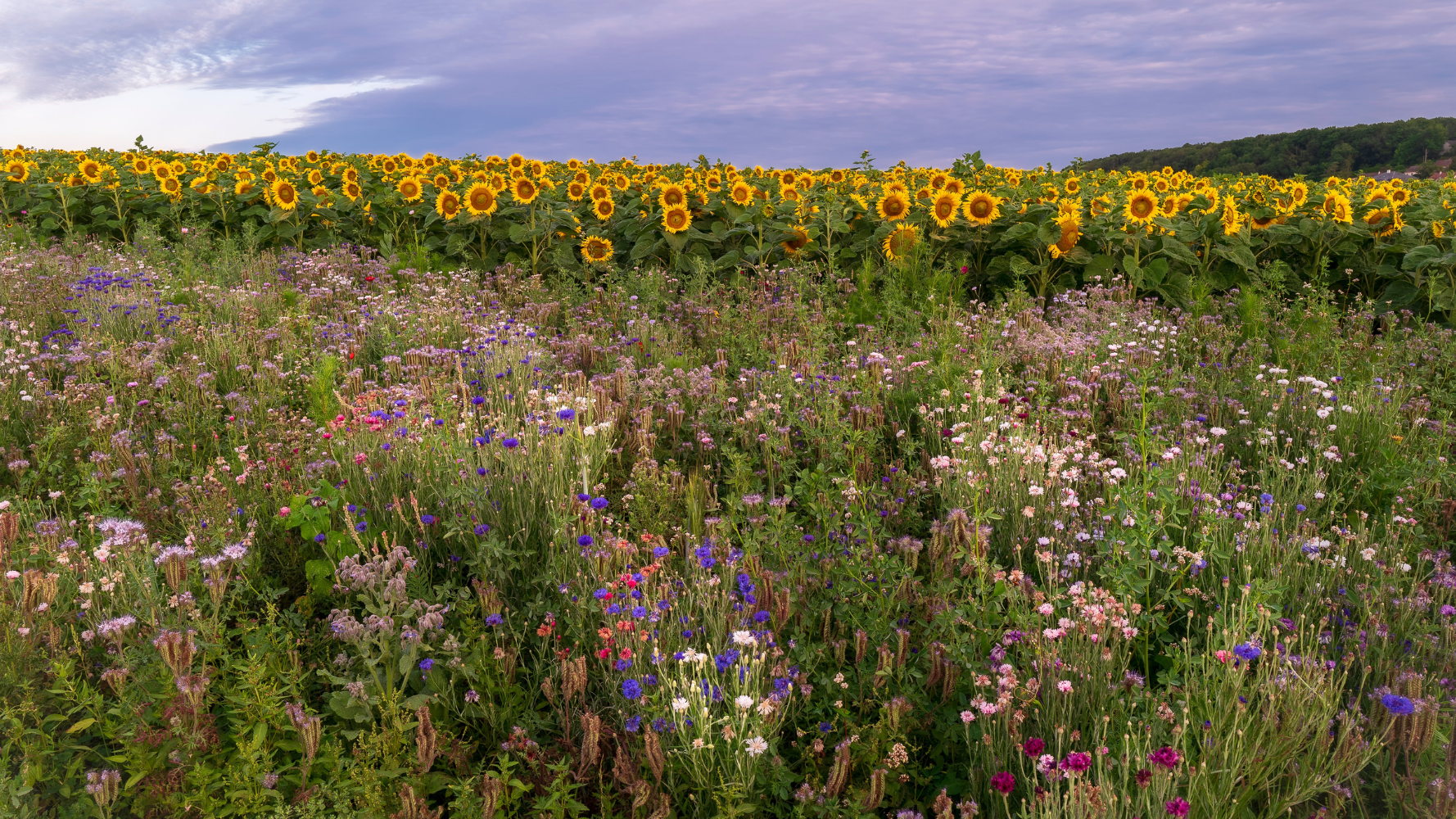 Whole Foods Market's initiative surpass $1 million