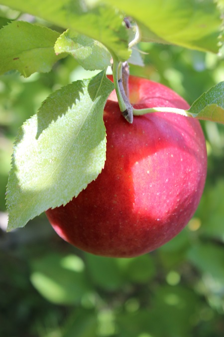 Pioneers in Organic Tree Fruit - Columbia Gorge Organic- Celebrate 30 ...
