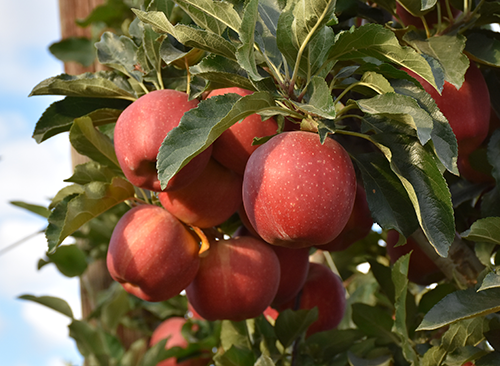 Sage Fruit Continues to Expand