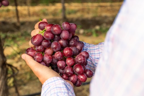 Sunview Continues Proprietary Variety Development to Enhance Organic ...