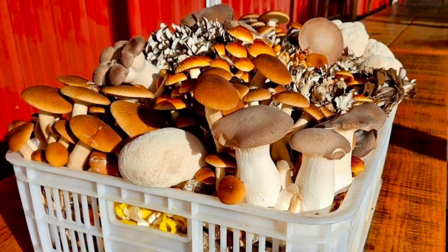 Functional mushroom broth scales organic operation