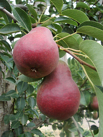 Bridges Produce Kicks Off Import Organic Pear Season