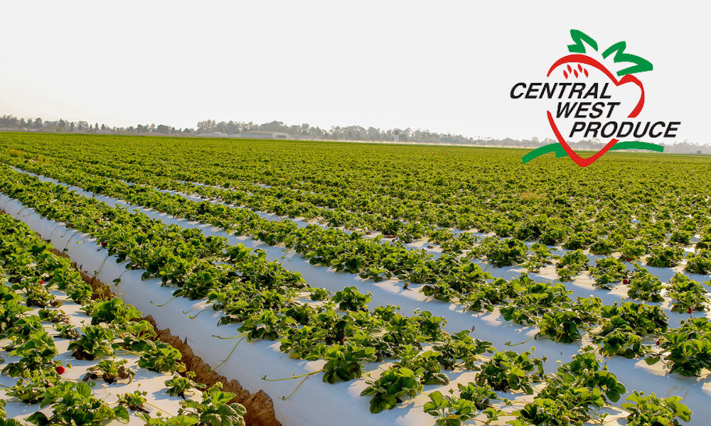 Central West Produce Looks to Expand Acreage to Meet Organic Berry Demand