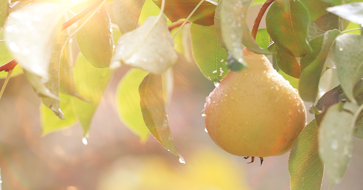 Record pear harvest: Retailer promotion opportunities