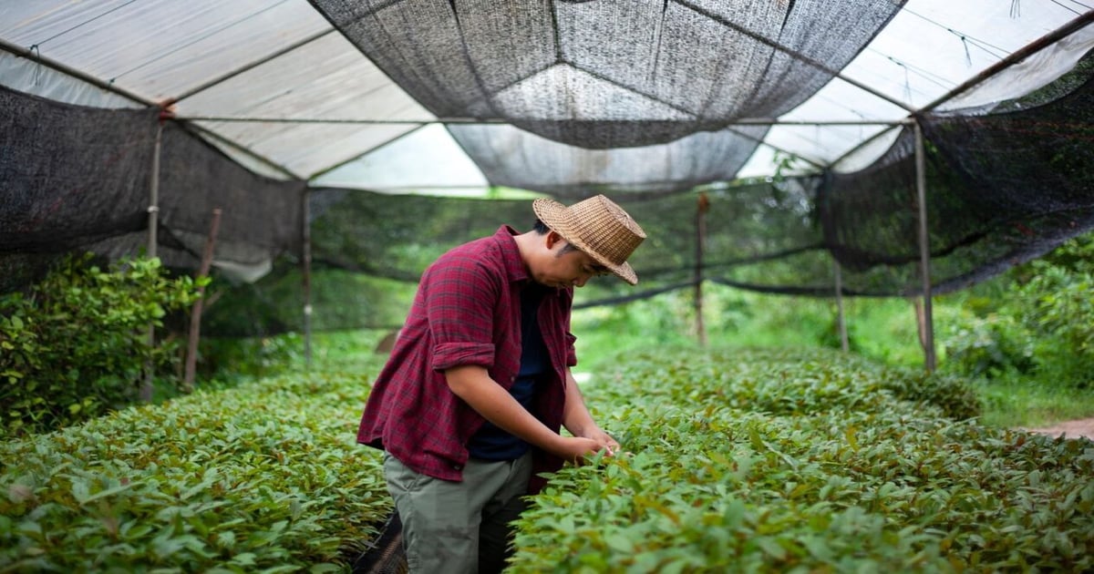 Law firm who won millions in kratom cases raises doubts about fed bill