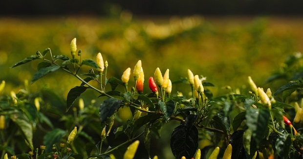 Image Gallery: FPD's Exclusive Look at TABASCO Sauce Production