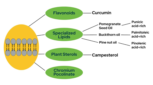 Unlocking the power of vegetable functional fats