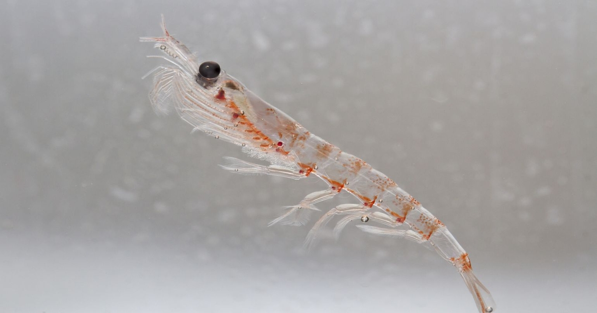 New krill platform boosts bioavailability for non-omegas, too