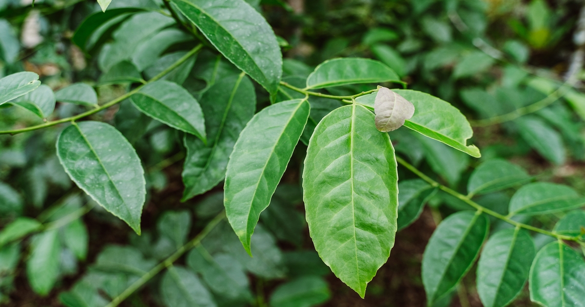 Guayusa extract boosts cognition, improves coordination depending on dose