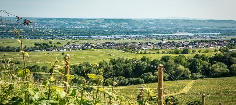 Wandern im Rheingau | wanderlust