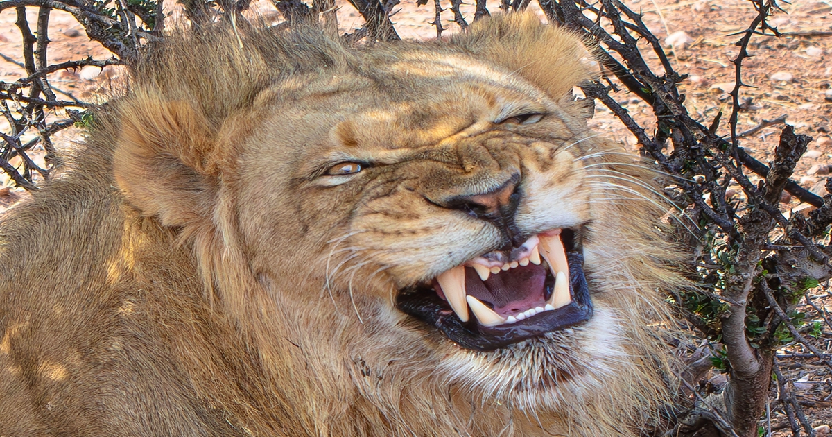 2025 in review: FWA's fangs stay sharp