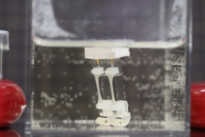 Researchers Create Two-Legged Robot Powered by Muscle Tissue