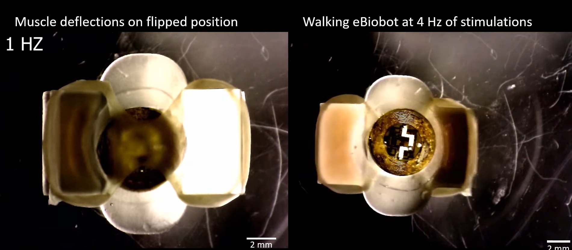 Researchers Create Remote Controlled Bio-Robots
