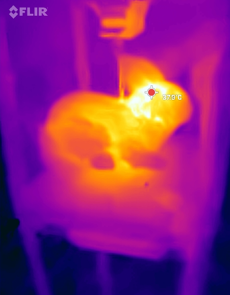 Robot Rabbits Released in Florida Everglades to Combat Invasive Pythons