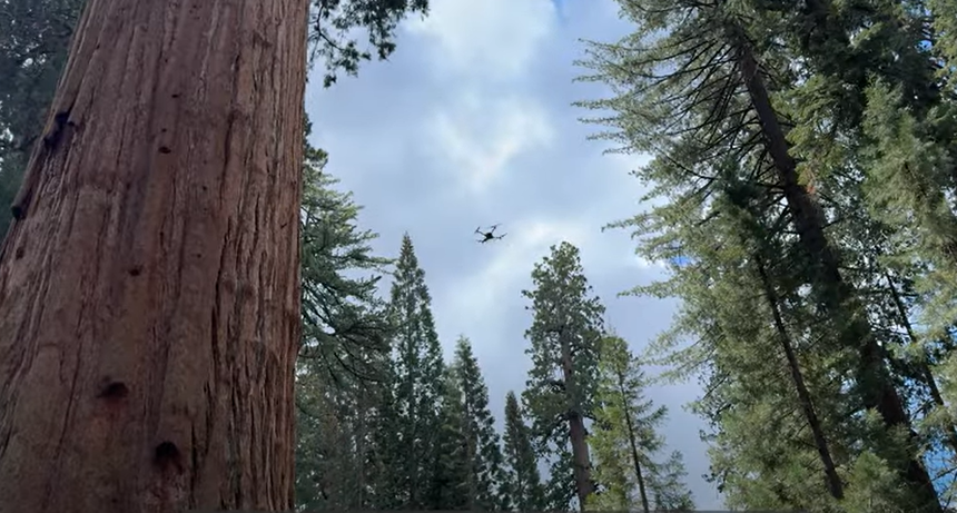 Drone Inspects World’s Largest Sequoia Tree