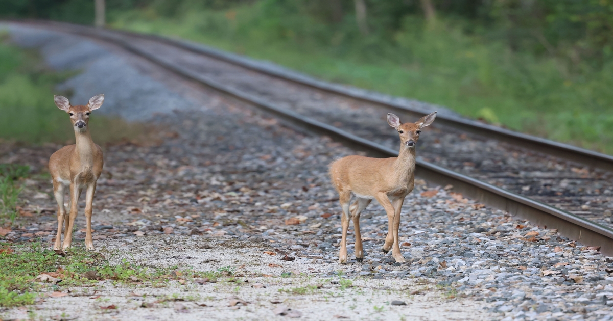 Automated Technology Senses, Scares Deer off Railway; 6,000 Saved