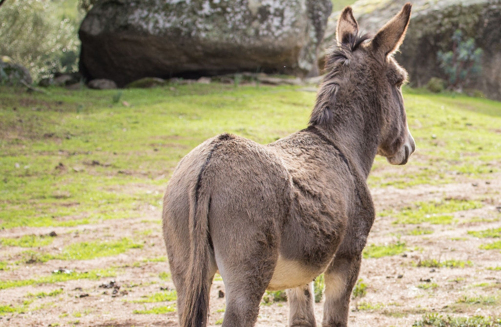 Nokia Bell Labs shows off its big new aaS