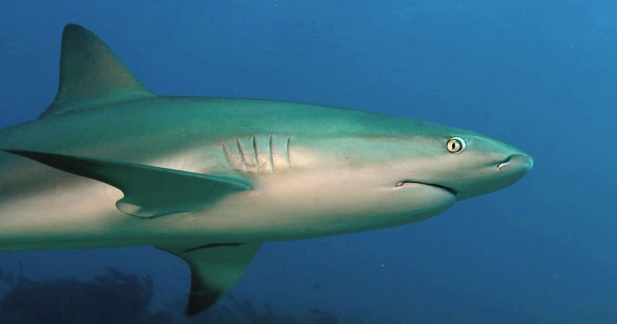 Nokia uses its silicon secret sauce to make new ReefShark chipsets