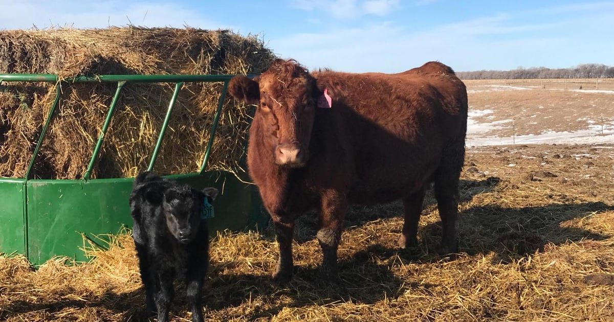 A call for your best calving season photos