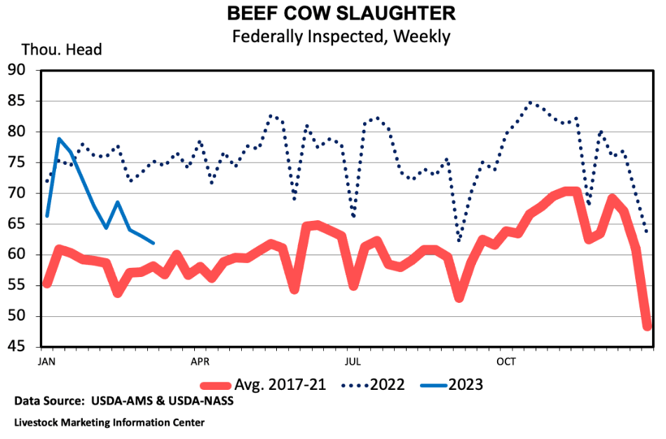 Beef cow, heifer, and steer cattle slaughter