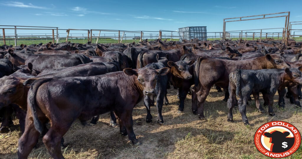 Top Dollar Angus partnering with Blue Grass Stockyards