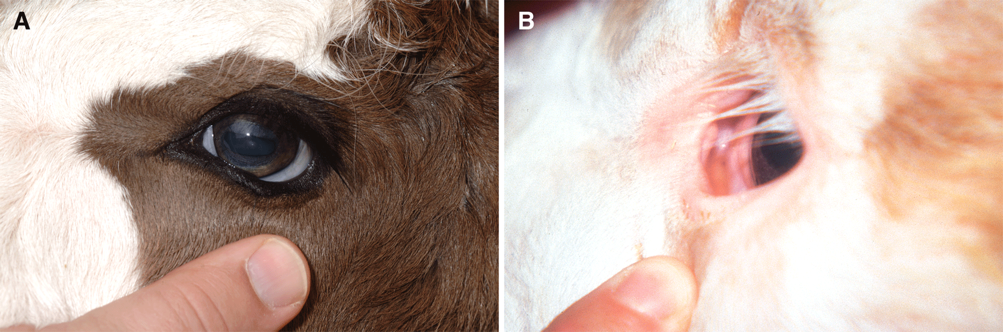 Dealing with beef calf dehydration issues