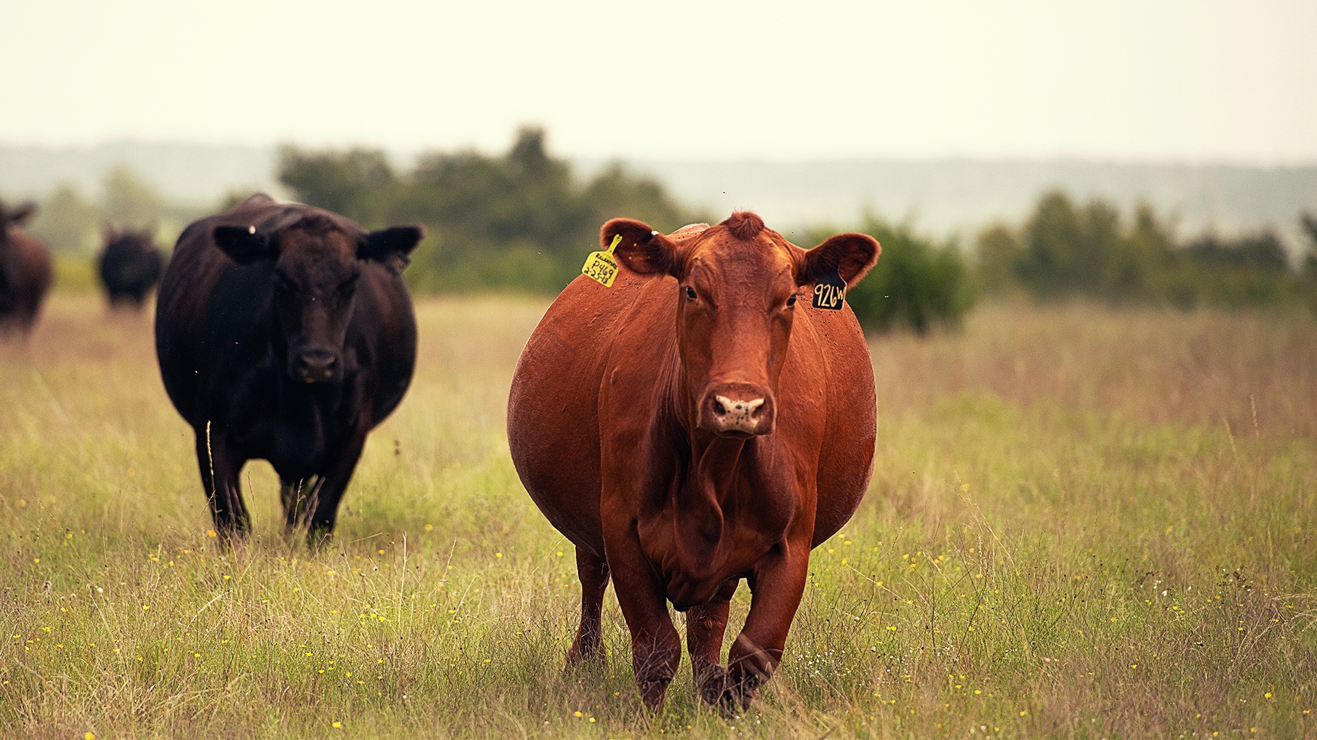 Calving recent news | Beef Magazine