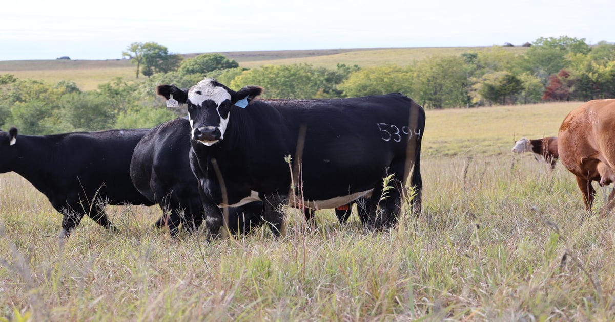 How producers can find the right type of cow