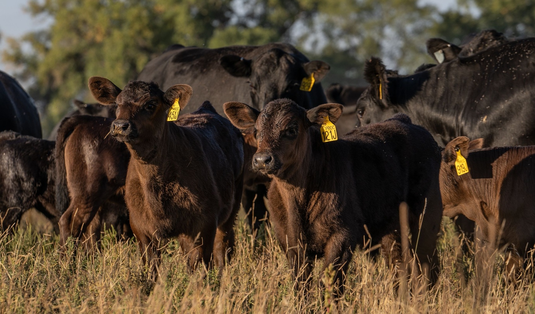 Best Practices for Receiving High-Risk Cattle