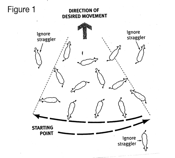 8 Steps For Stress-Free Handling Of Cattle On The Range