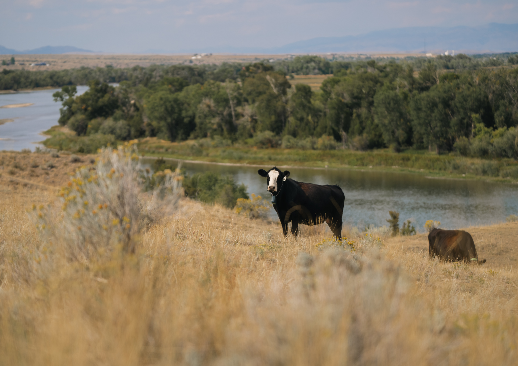 Virtual Fencing Is Reshaping Grazing for Producers