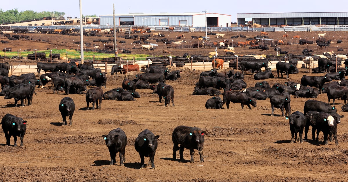 Fed cattle prices fall as heifer slaughter surges and China export ...