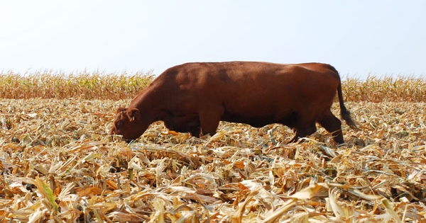 6 Trending Headlines: Cow confinement can improve pastures; PLUS: How’s ...