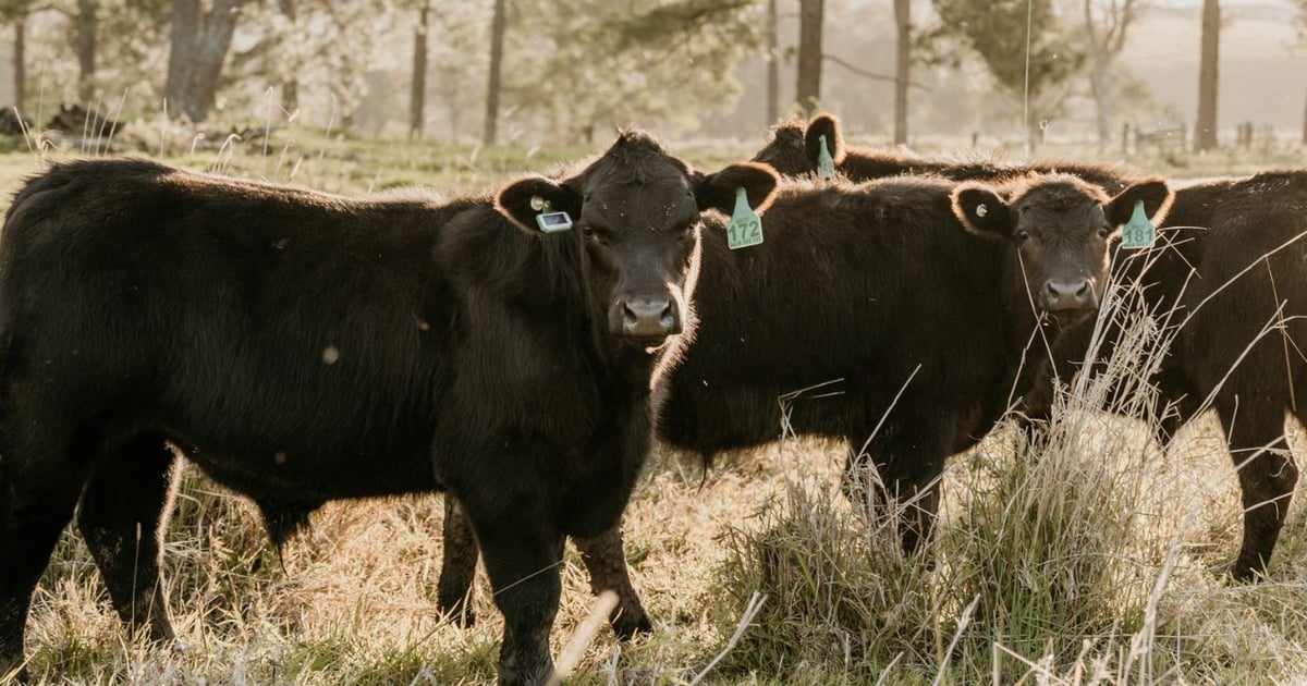 Auburn-CERES TAG advances livestock technology