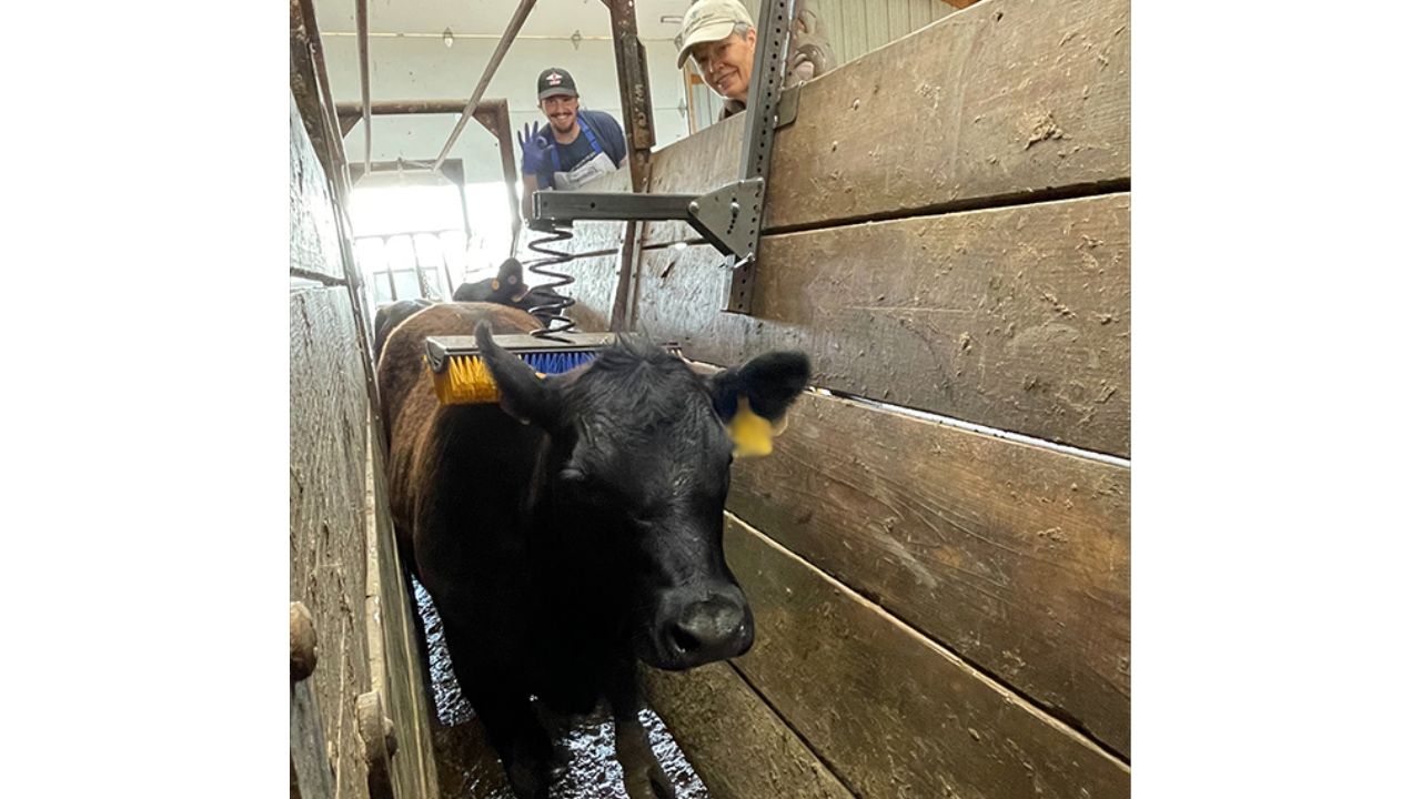 Cattle Breeding recent news | page 2 of 10 | Beef Magazine