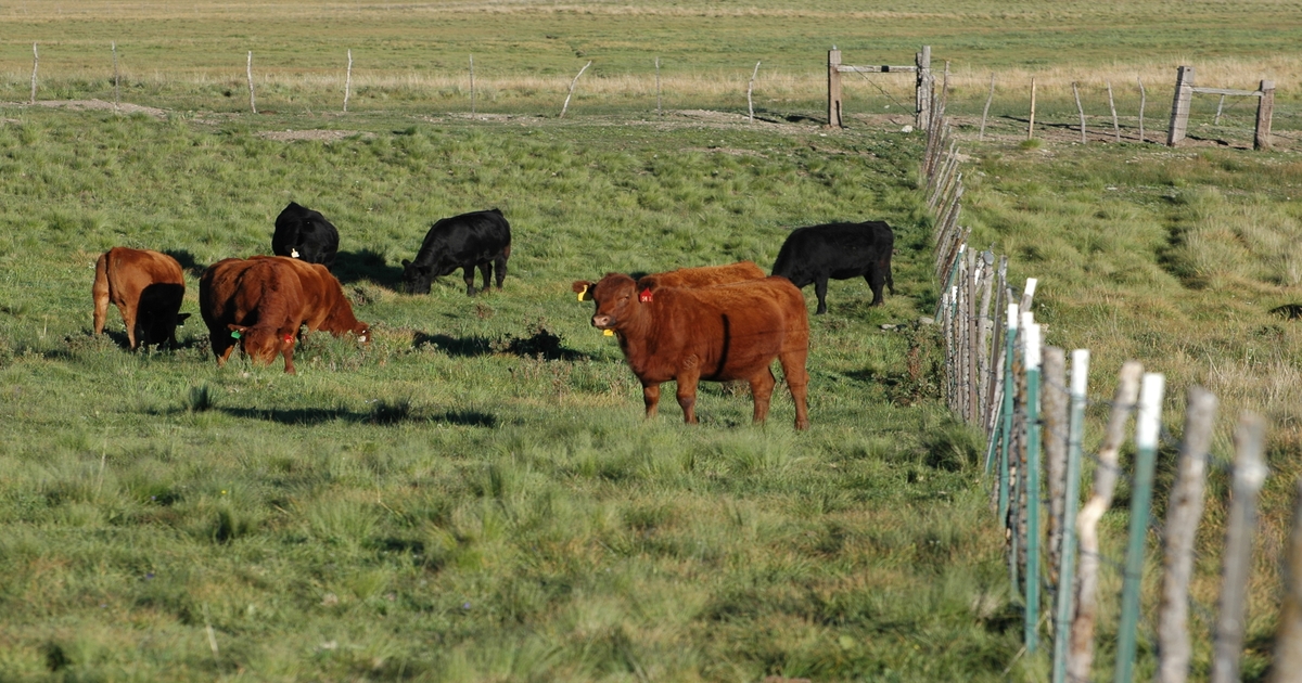 Is anyone keeping heifers?