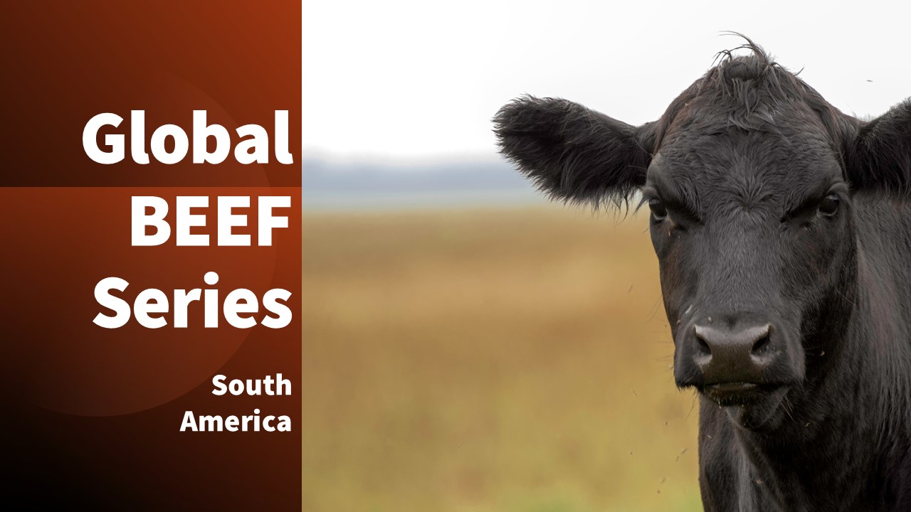Global beef roundup: A South American perspective