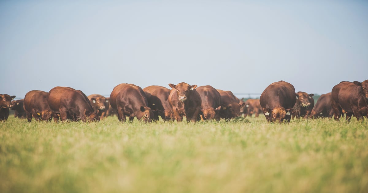 When it comes to bulls, keep the best and cut the rest