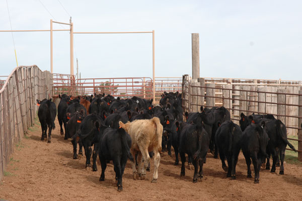 Cattle shootings on the rise; PLUS: Quality cattle here to stay
