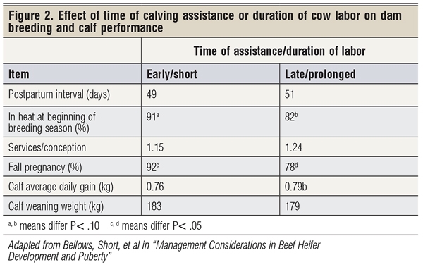 Breed-back on first-calf heifers starts with nutrition