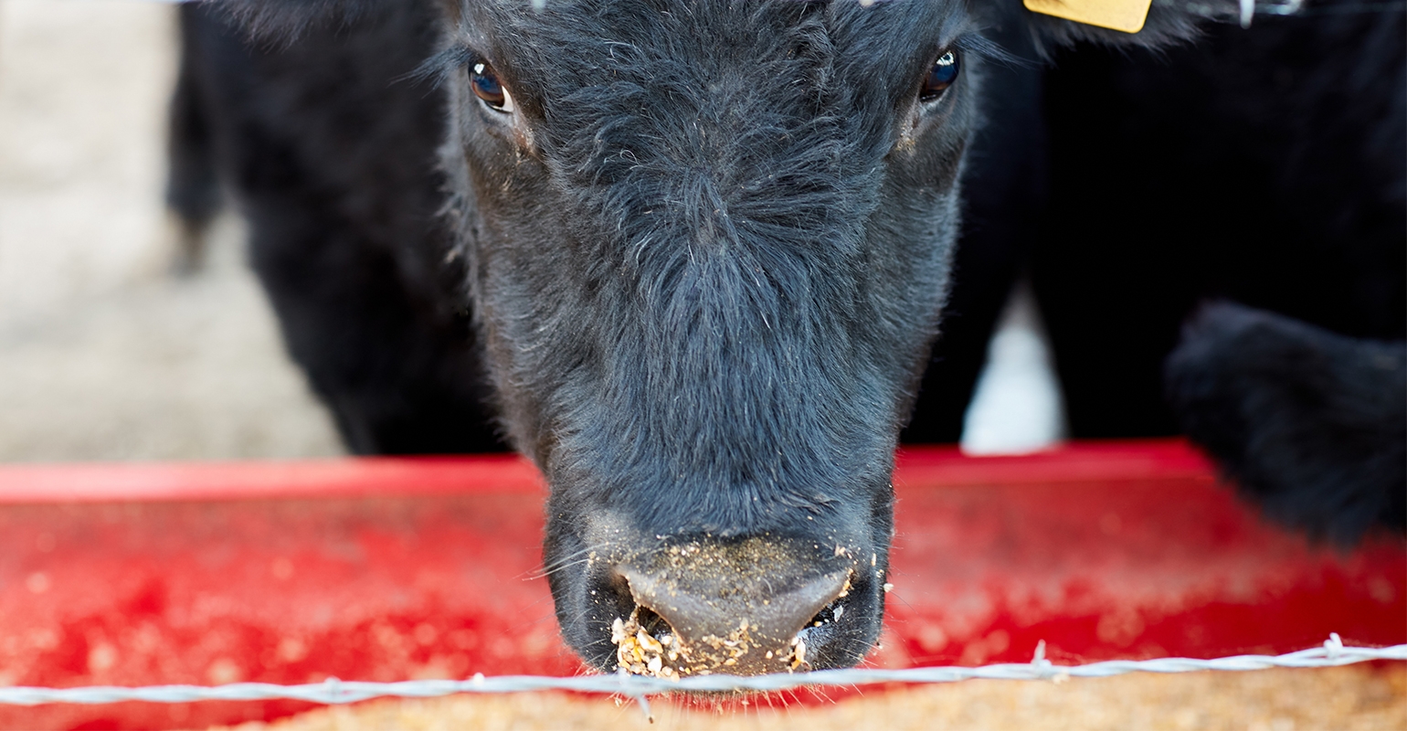 Market signals demand for quality beef