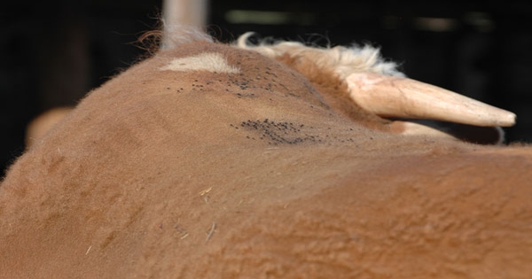 The bug battle is coming; how to be prepared for cattle flies this summer